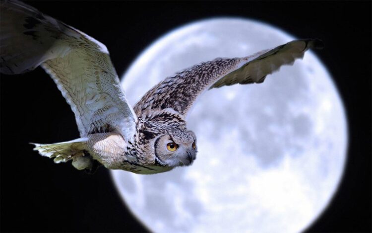 Owls – Silent Hunters | DinoAnimals.com