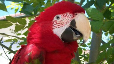 Parrots | DinoAnimals.com