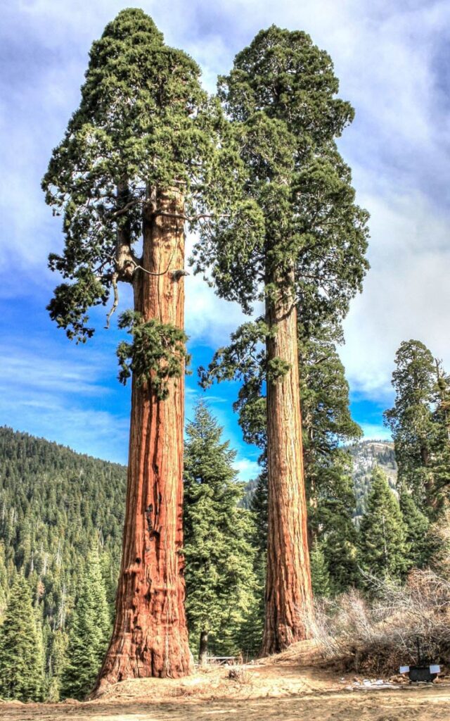 Sequoia National Park – Natural Wonder | DinoAnimals.com