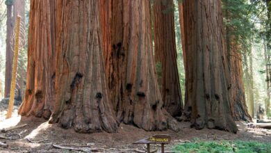 Sequoia National Park – Natural Wonder | DinoAnimals.com
