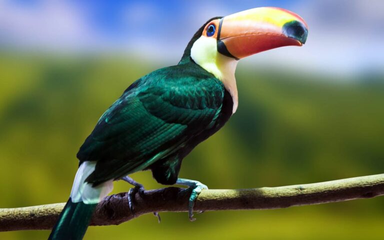 Toucans – Neotropical Birds | DinoAnimals.com