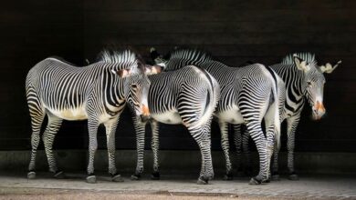 Zebra | DinoAnimals.com