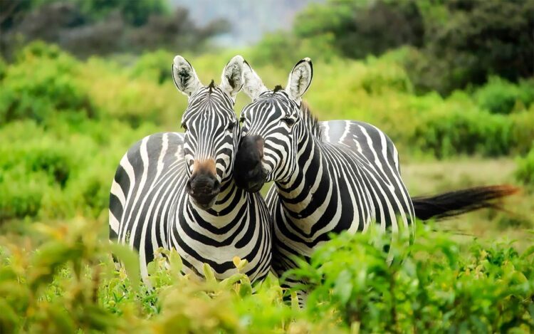 Zebra | DinoAnimals.com
