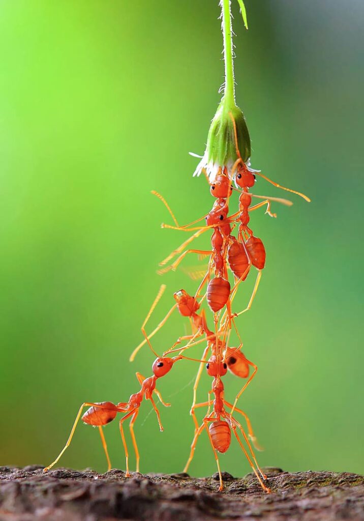 Ants – the Fascinating World of Ants | DinoAnimals.com