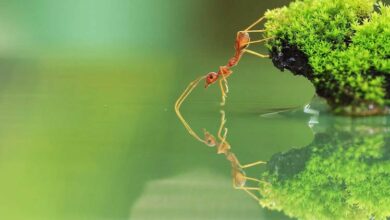 Ants – the Fascinating World of Ants | DinoAnimals.com