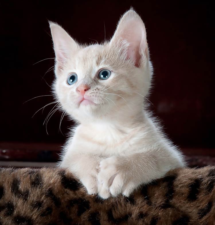Domestic Cat Felis Catus DinoAnimals