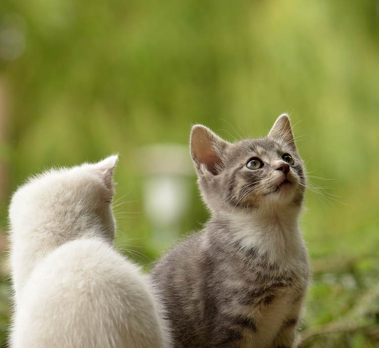 Domestic Cat Felis Catus DinoAnimals Domestic Cat Felis Catus DinoAnimals