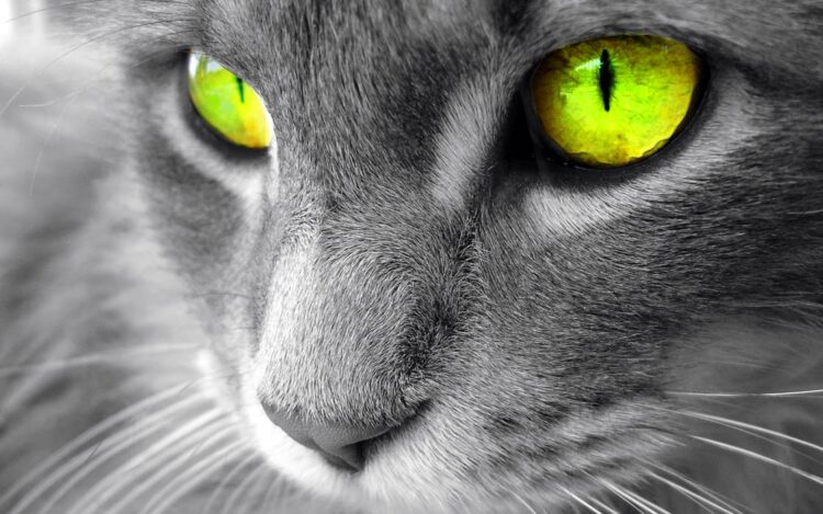 Domestic Cat Felis Catus