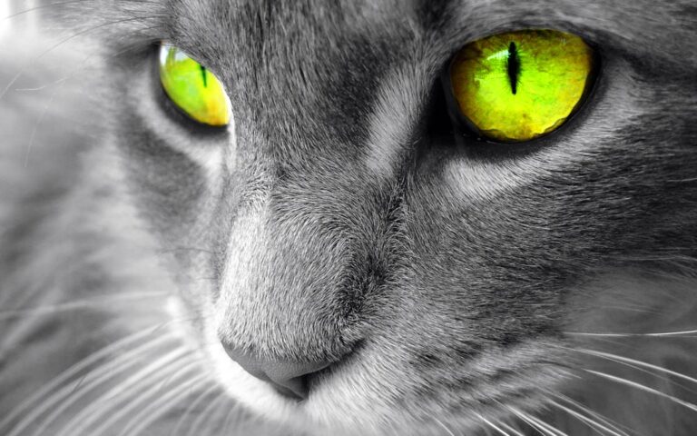 Domestic cat (Felis catus) | DinoAnimals.com