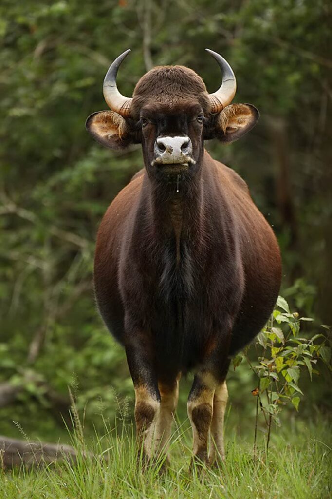 Gaur, Indian bison (Bos gaurus) | DinoAnimals.com