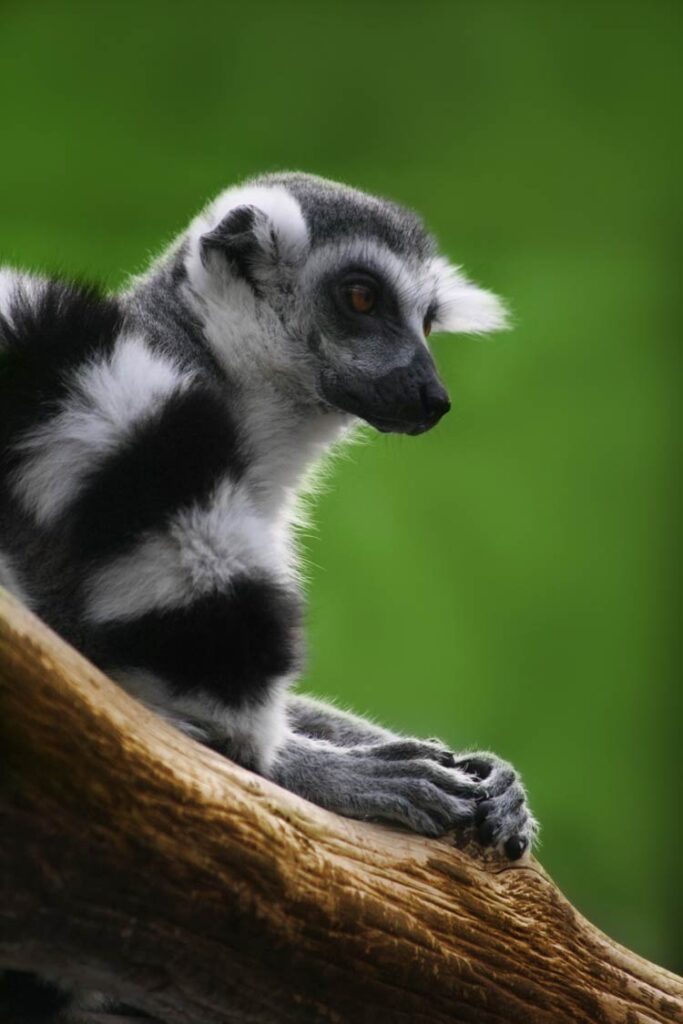 Lemurs – icons of Madagascar | DinoAnimals.com