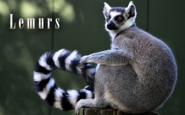 Lemurs – icons of Madagascar | DinoAnimals.com