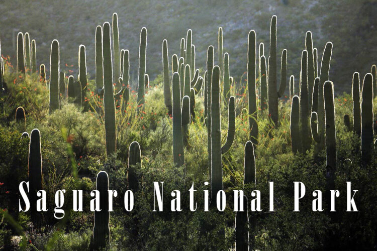 Saguaro National Park – a magical trip | DinoAnimals.com