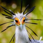 Secretarybird – Snake Hunter | DinoAnimals.com