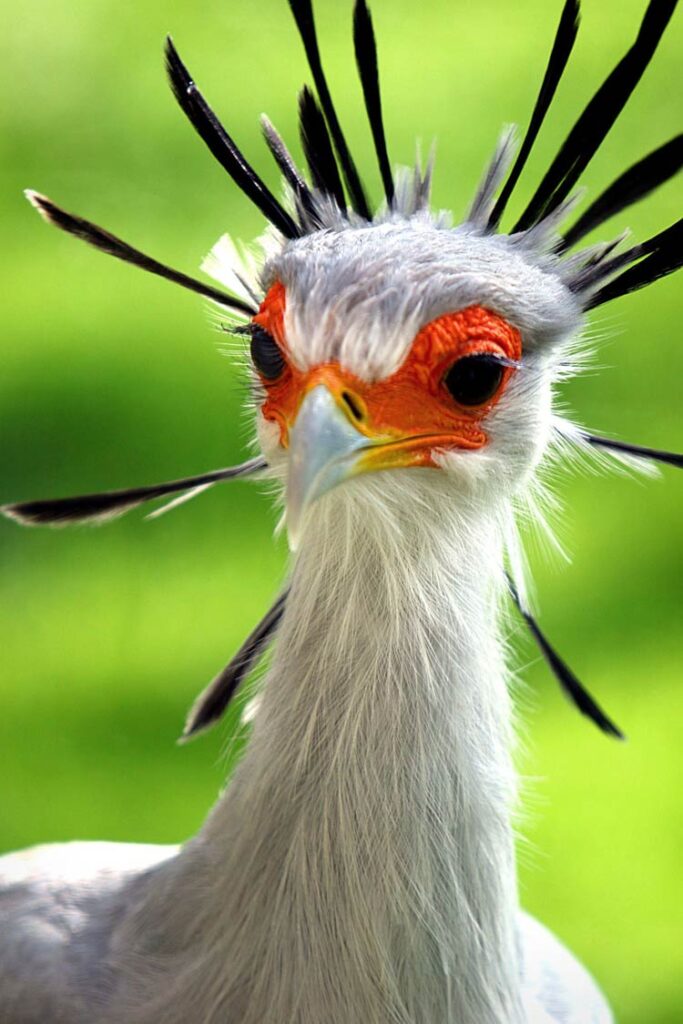 Secretarybird – Snake Hunter | DinoAnimals.com