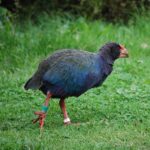 South and North Island Takahē | DinoAnimals.com