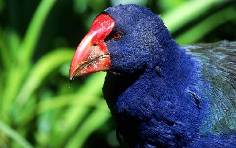 South and North Island Takahē | DinoAnimals.com