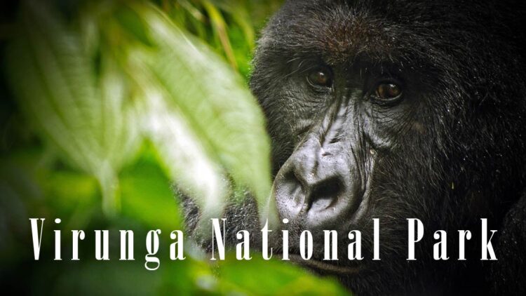 Virunga National Park – world of Tarzan | DinoAnimals.com