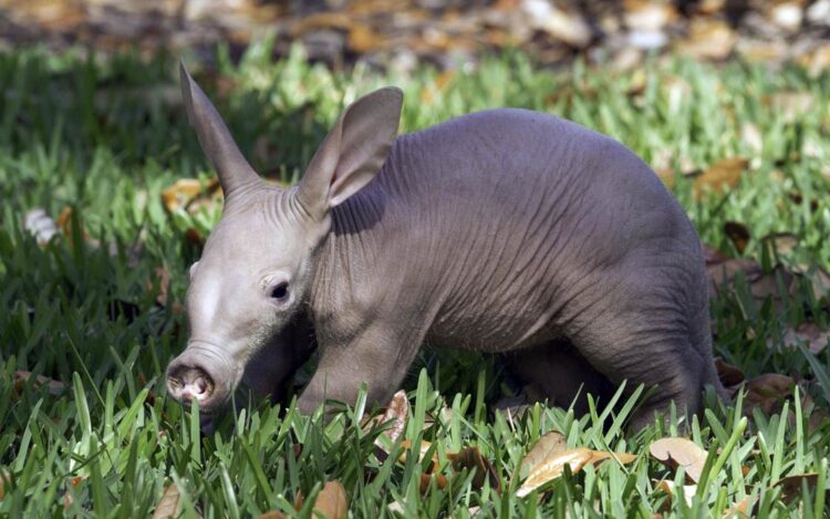 Aardvark: the Ultimate Termite Exterminator | DinoAnimals.com
