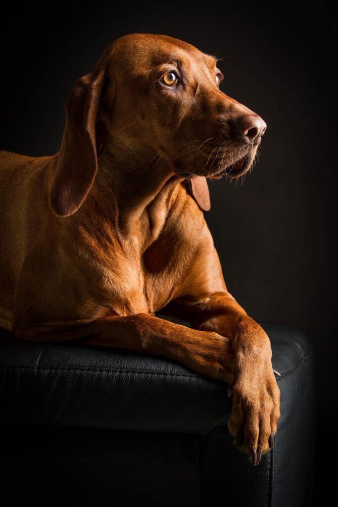 The Ultimate Guide to Adult Dog Care | DinoAnimals.com