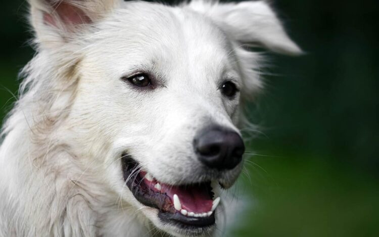 The Ultimate Guide to Adult Dog Care | DinoAnimals.com