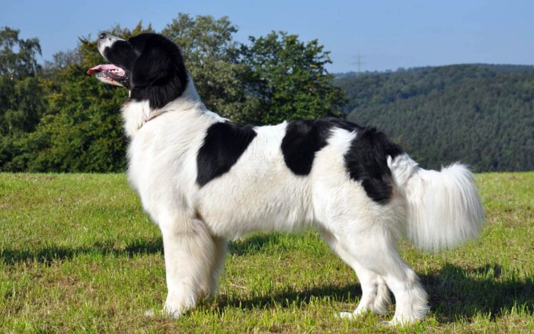 Landseer Dog – a Loyal Companion | DinoAnimals.com