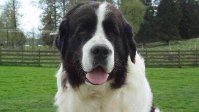 Landseer Dog – a Loyal Companion | DinoAnimals.com