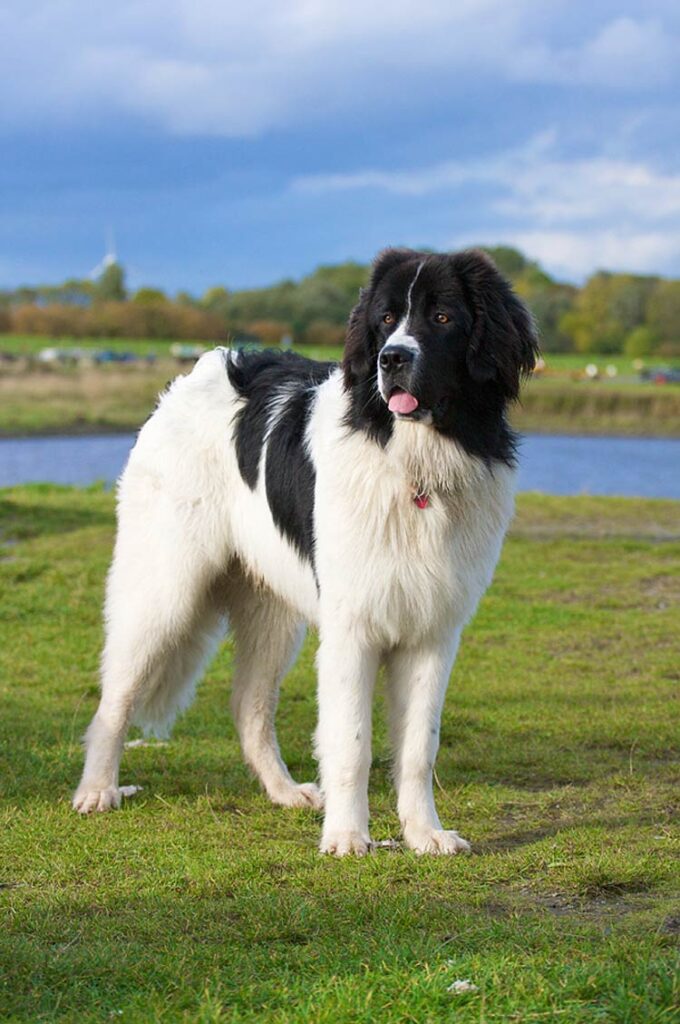 Landseer Dog – a Loyal Companion | DinoAnimals.com