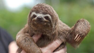 Sloths – the Slowest Mammals | DinoAnimals.com