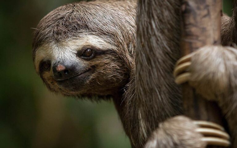 Sloths – the Slowest Mammals | DinoAnimals.com