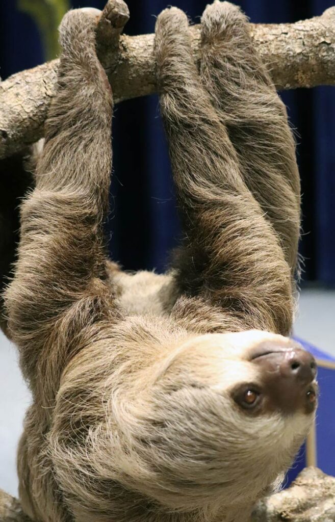 Sloths – the Slowest Mammals | DinoAnimals.com