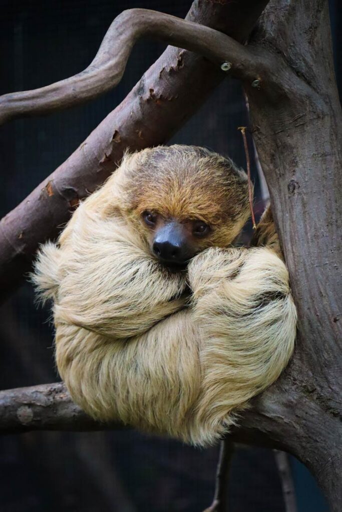 Sloths – the Slowest Mammals | DinoAnimals.com