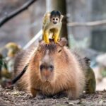 Capybara – the World's Largest Rodent | DinoAnimals.com