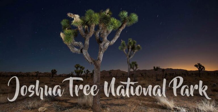 Joshua Tree National Park | DinoAnimals.com