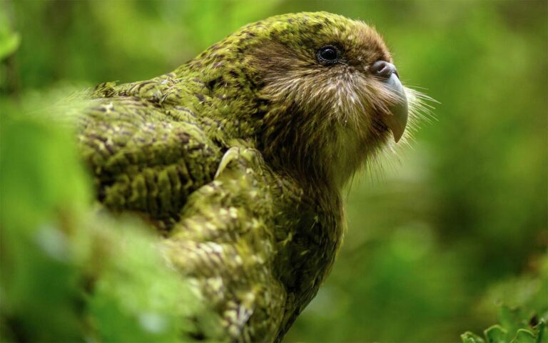 Kākāpō: New Zealand's Endangered, Flightless Parrot | DinoAnimals.com