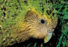 Kākāpō: New Zealand's Endangered, Flightless Parrot | DinoAnimals.com