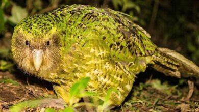 Kākāpō: New Zealand's Endangered, Flightless Parrot | DinoAnimals.com