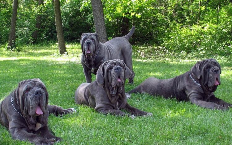 Neapolitan Mastiff | DinoAnimals.com
