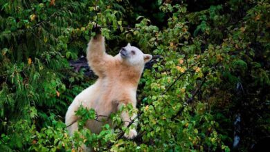 Kermode bear, Spirit bear (Ursus americanus kermodei) | DinoAnimals.com