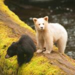 Kermode bear, Spirit bear (Ursus americanus kermodei) | DinoAnimals.com