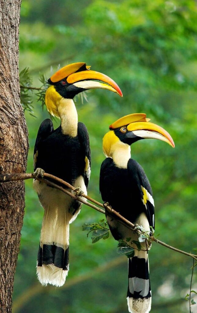 Hornbills | DinoAnimals.com
