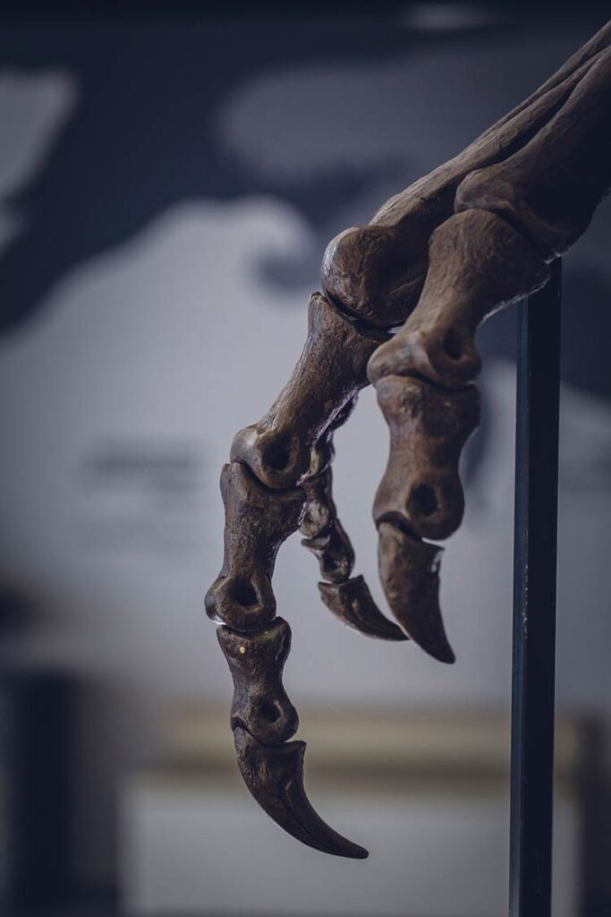 The Most Fearsome Predators: A Look at Theropod Dinosaurs | DinoAnimals.com