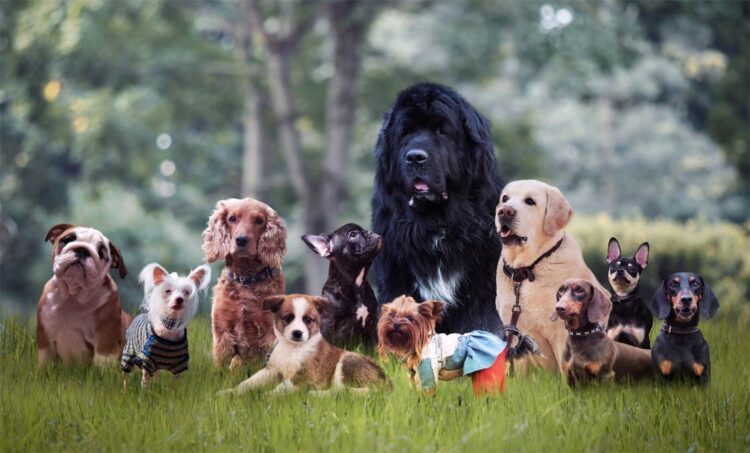 Top 10 Most Popular Dogs | DinoAnimals.com