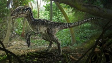 Is Jurassic World Accurate? | DinoAnimals.com