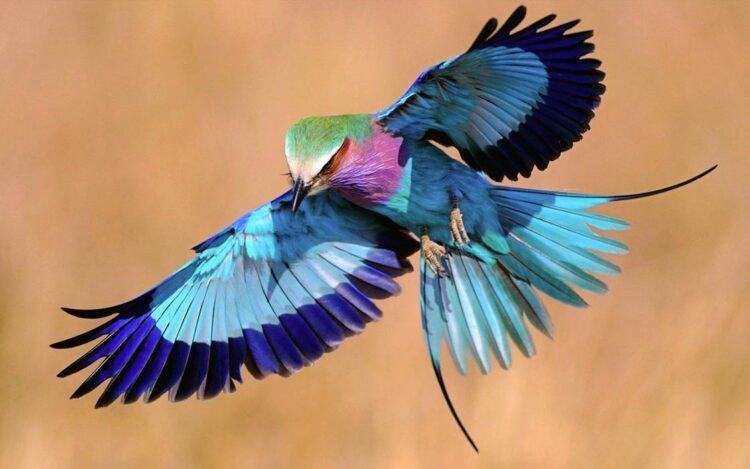 The Evolution of Feathers | DinoAnimals.com