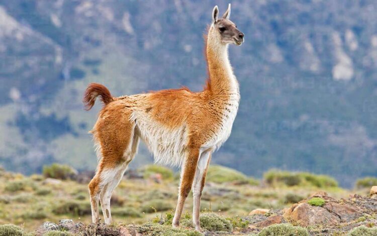 Guanaco (Lama guanicoe) | DinoAnimals.com
