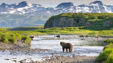 Katmai National Park and Preserve | DinoAnimals.com