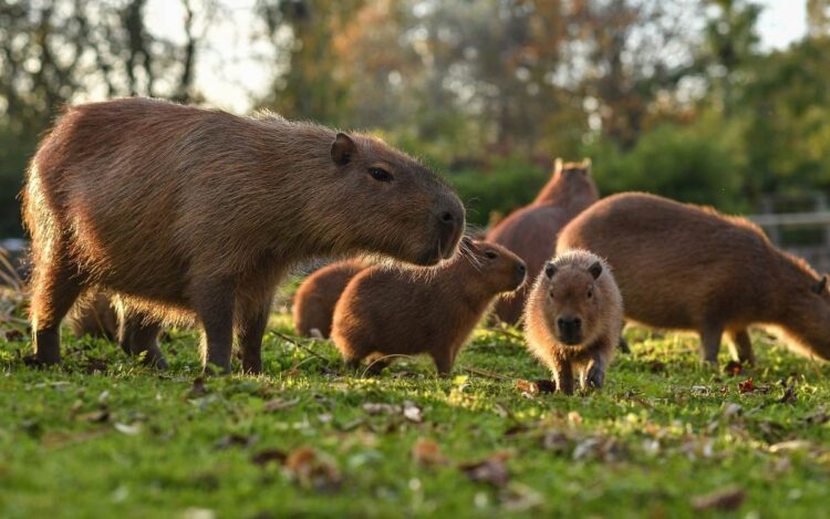 Interesting Facts About Capybaras | DinoAnimals.com