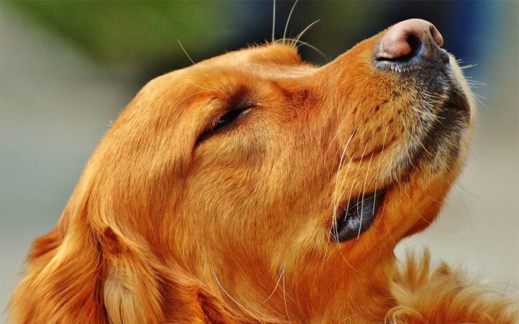 Natural instincts of dogs | DinoAnimals.com