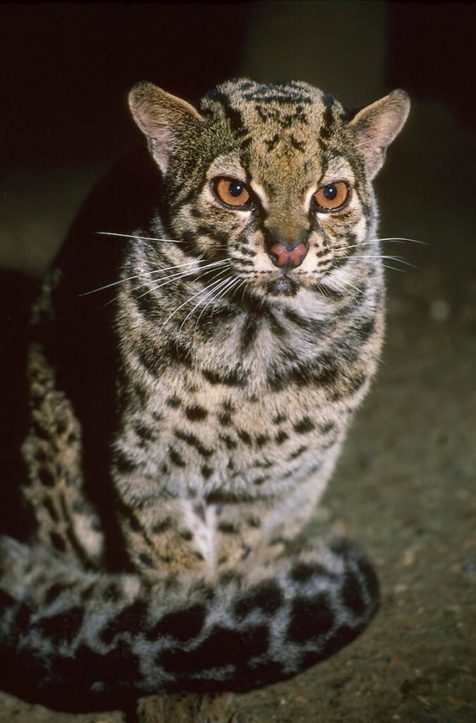 Marbled Cat (Pardofelis marmorata) | DinoAnimals.com